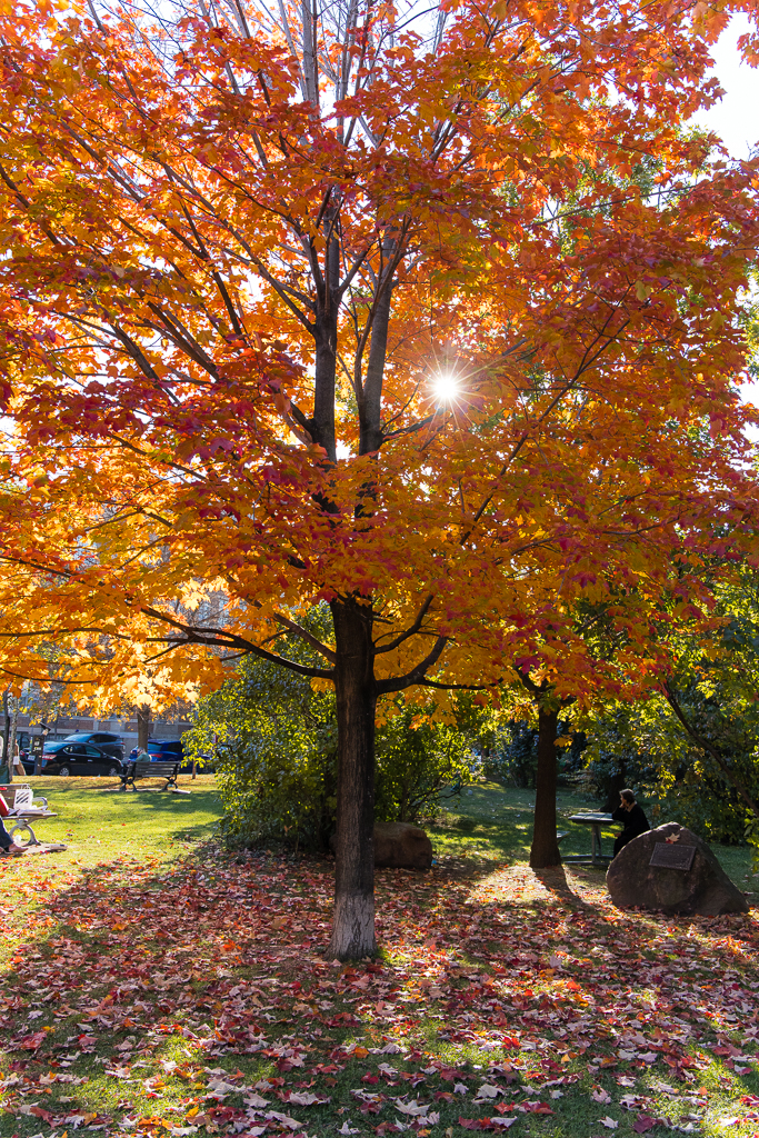 Fall Leaves in Trinity Bellwoods Park – TO Cityscapes