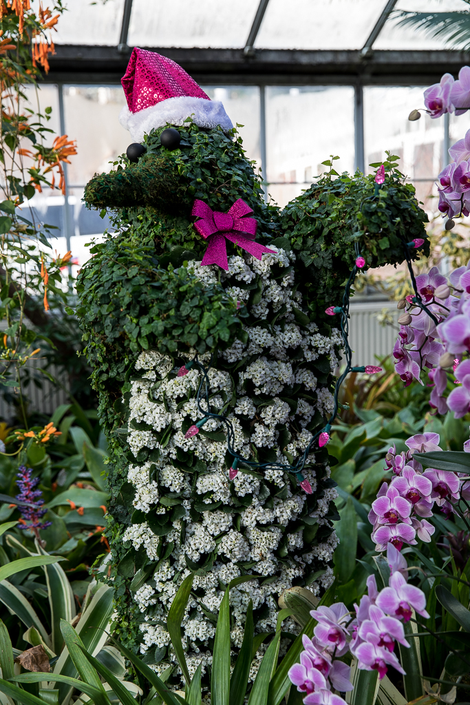 Winter Flower Show at Allan Gardens Conservatory – TO Cityscapes